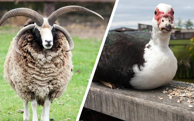 → Best Farm Tours in Ireland 2026 | HeyDublin