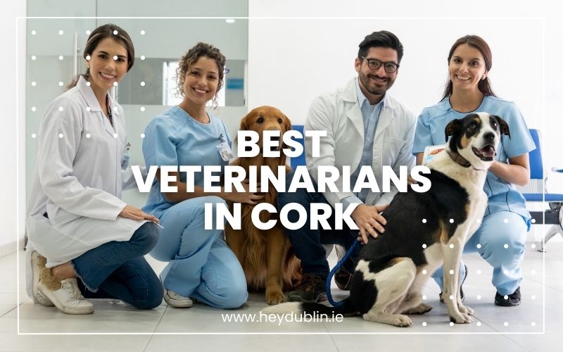→ Tail-Wagging Care: Best Veterinarians In Cork 2025 (Must-Visit ...