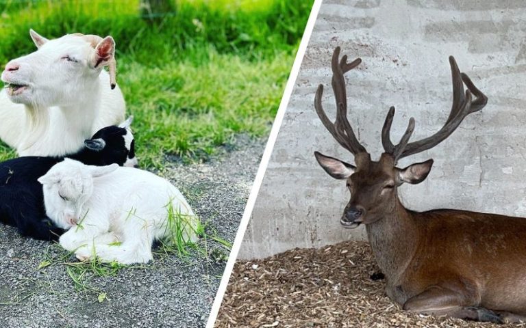 → Best Farm Tours in Ireland 2026 | HeyDublin